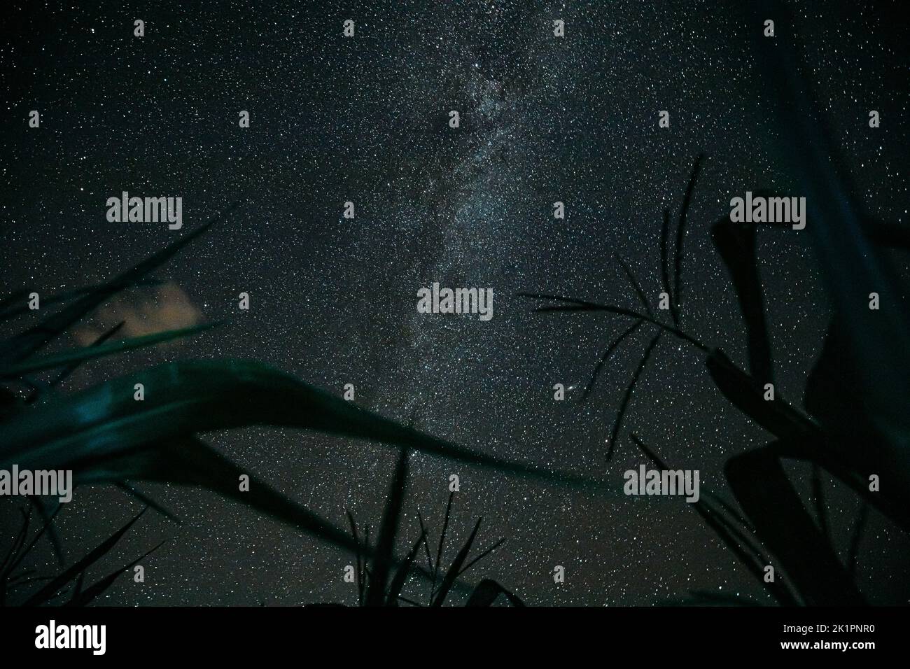 Vue de dessous de Night Starry Sky avec laiteuse Way Galaxy de Green maïs champ Plantation en ...