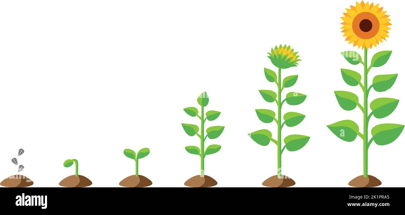 illustration graphique vectorielle isolée d'un tournesol stylisé qui ...