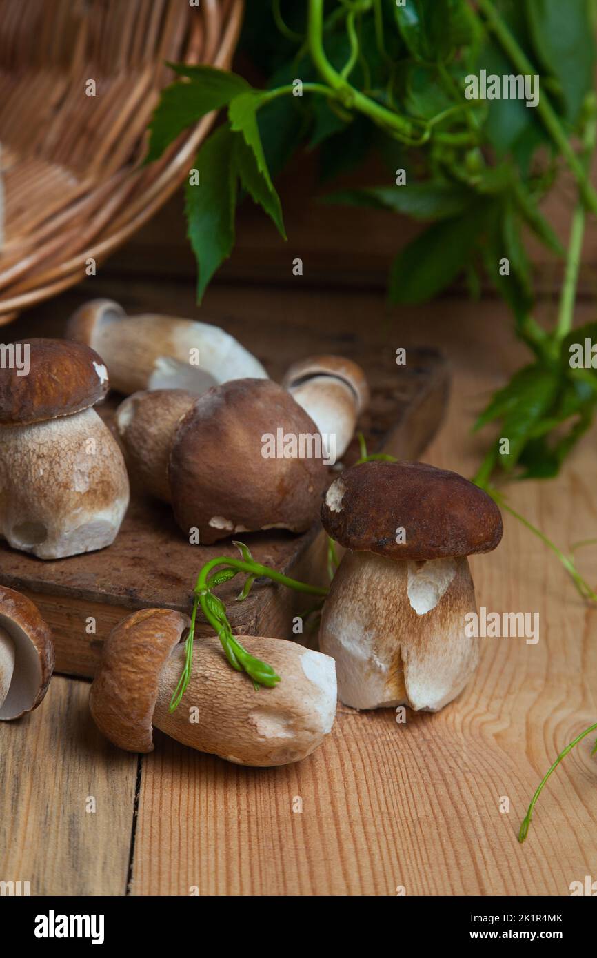 Culture de champignons comestibles de la forêt. Accent sélectif sur les champignons porcini ...