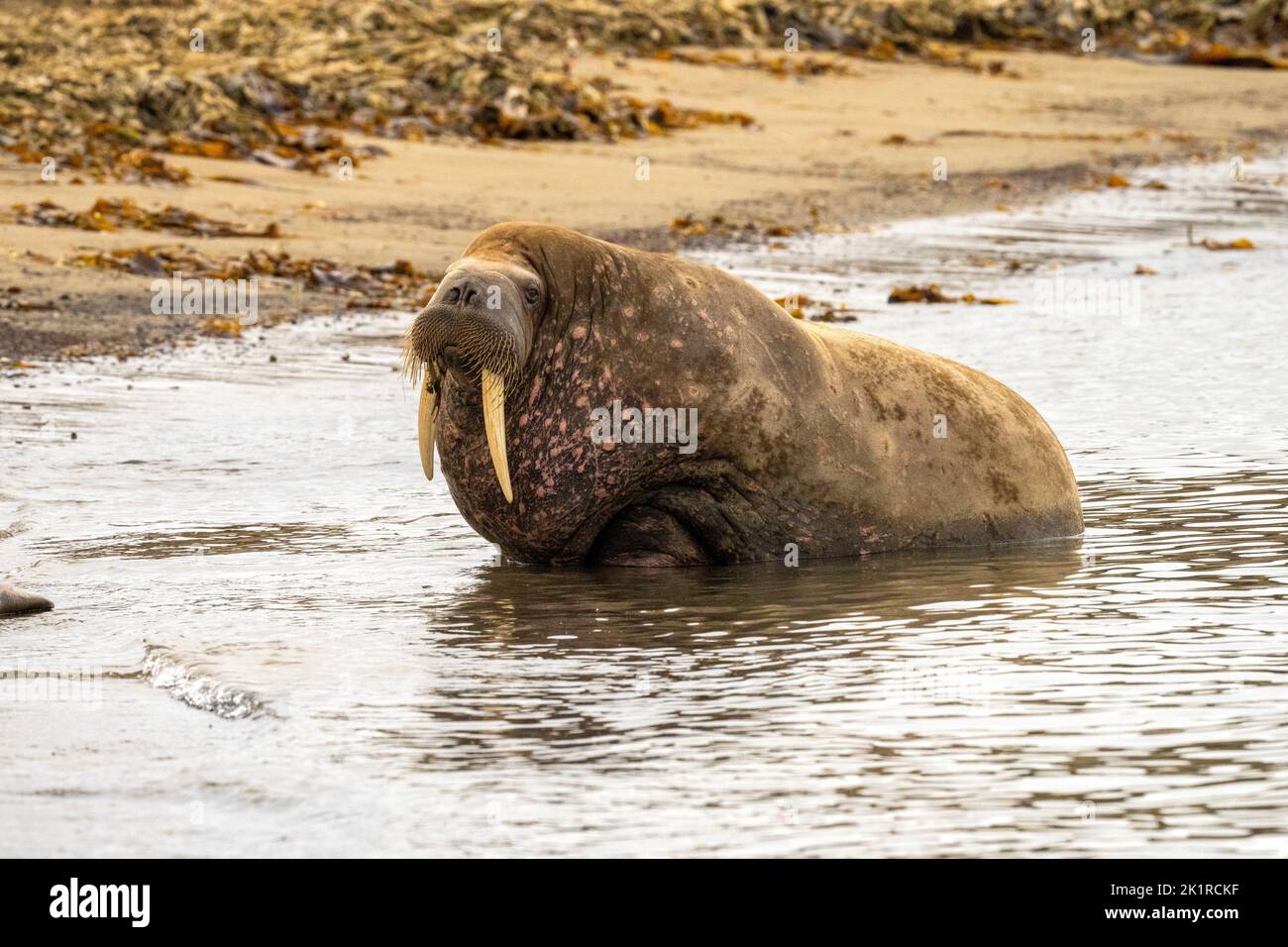 Défense de morse Banque de photographies et d’images à haute résolution ...