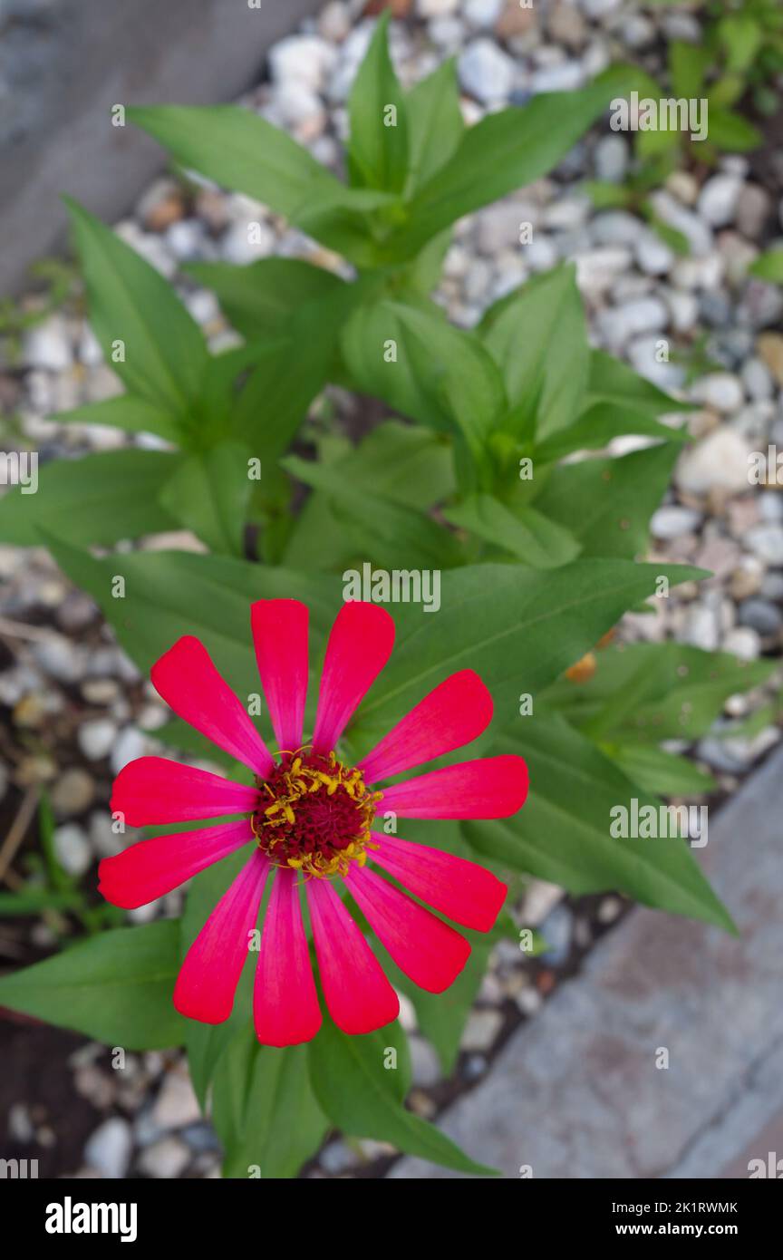 Zenia flowers Banque de photographies et d’images à haute résolution ...