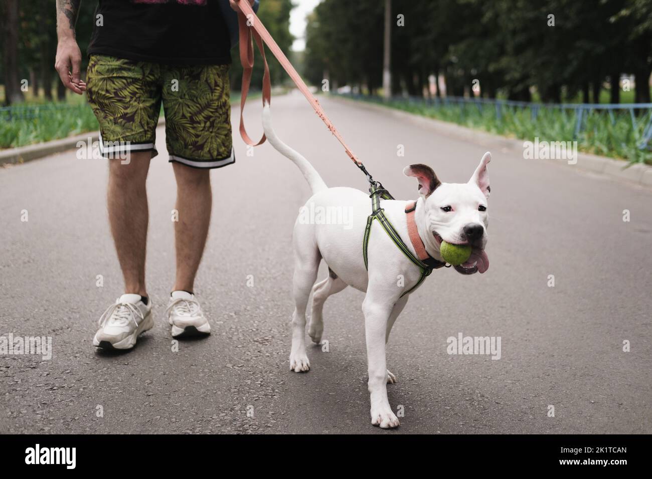 Marche avec un jeune chien de terrier du staffordshire heureux. L'homme ...