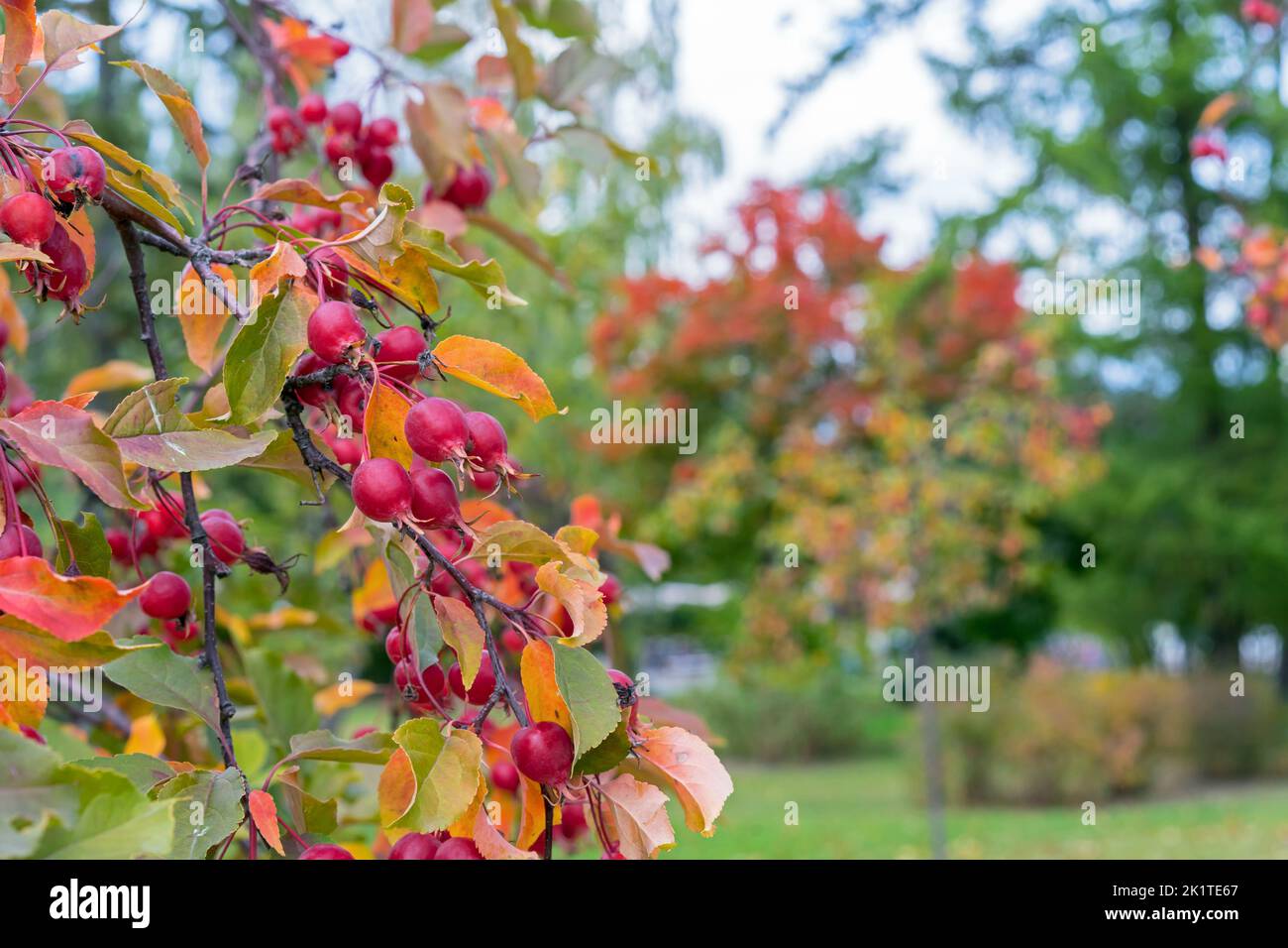 Manger des pomme sauvage chinoise Banque de photographies et d’images à ...