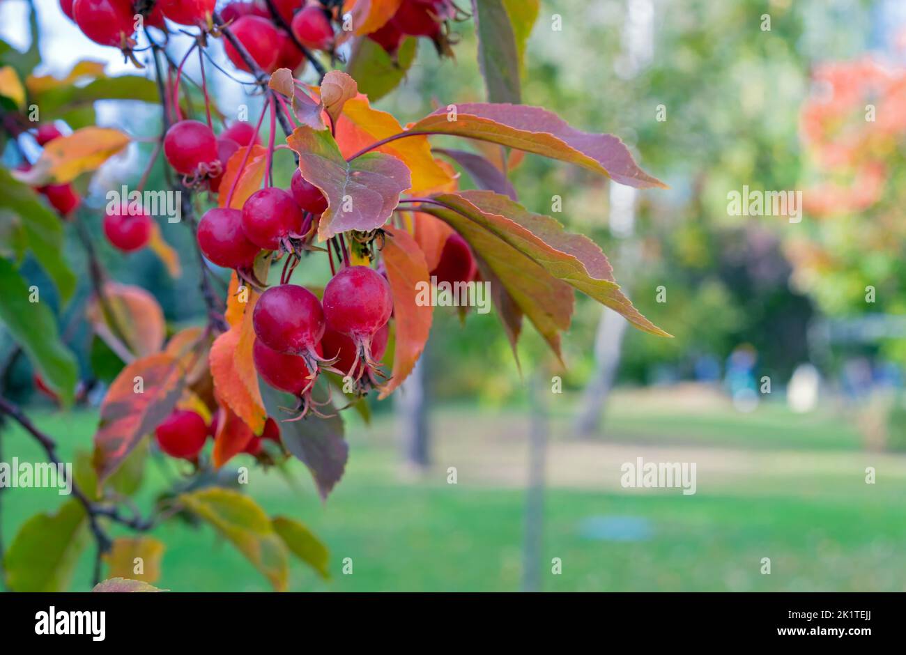Manger des pomme sauvage chinoise Banque de photographies et d’images à ...