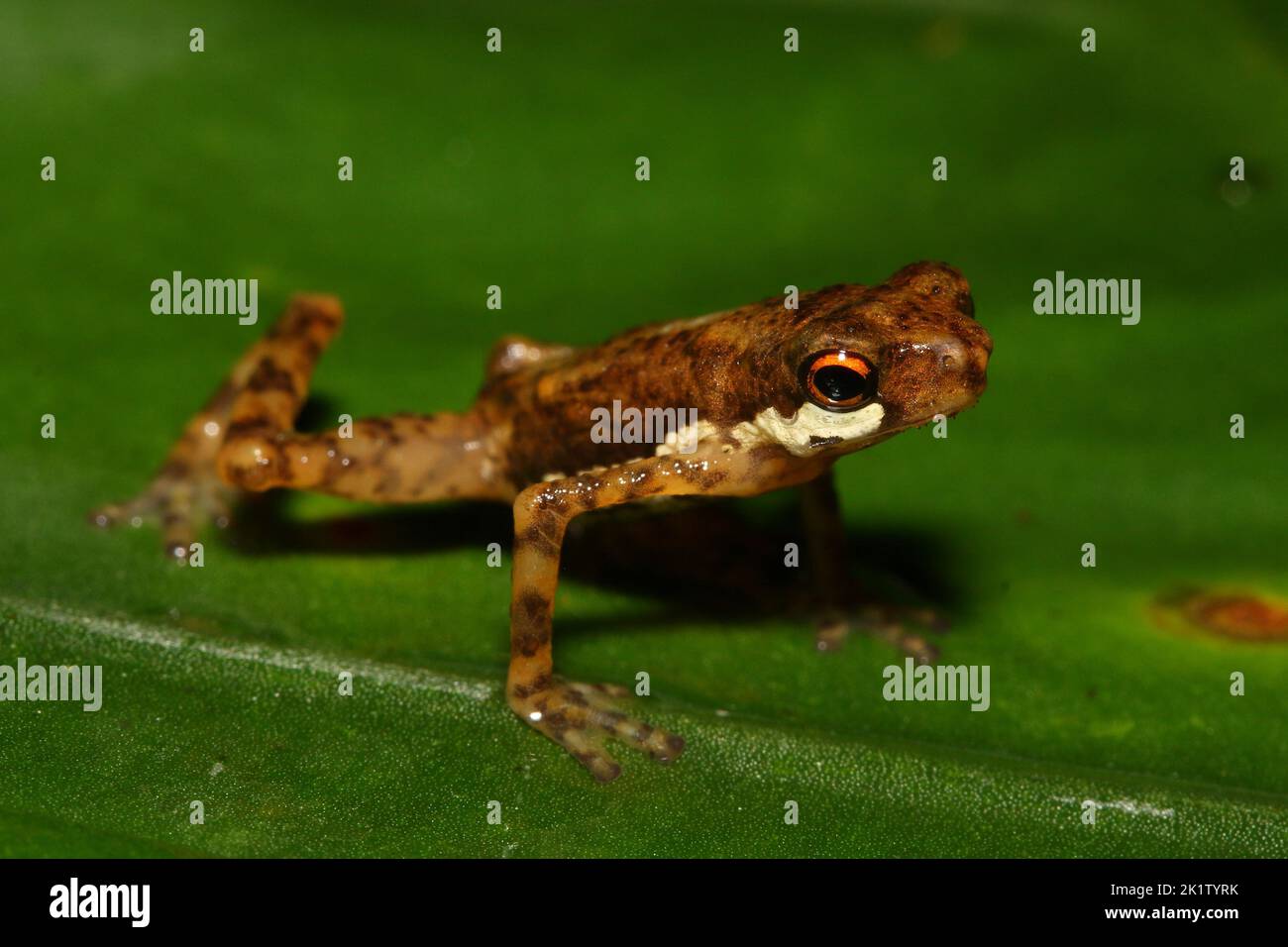 Dwarf toad Banque de photographies et d’images à haute résolution - Alamy