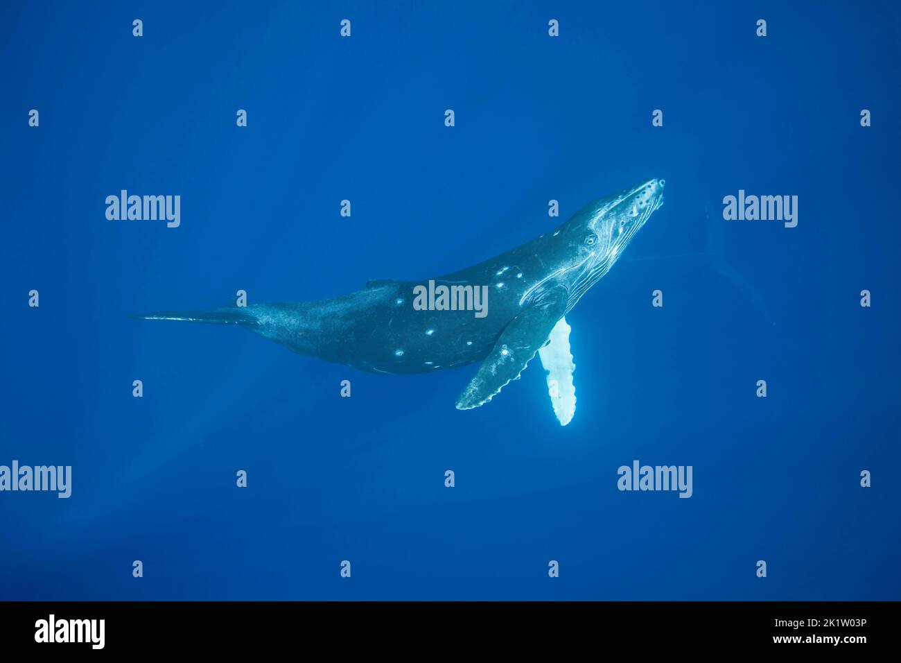 Hawaiian islands humpback whale national marine sanctuary Banque de ...