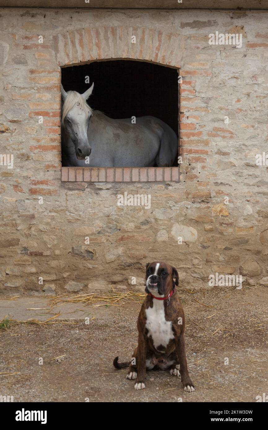 Portrait de chien cheval Banque de photographies et d’images à haute ...