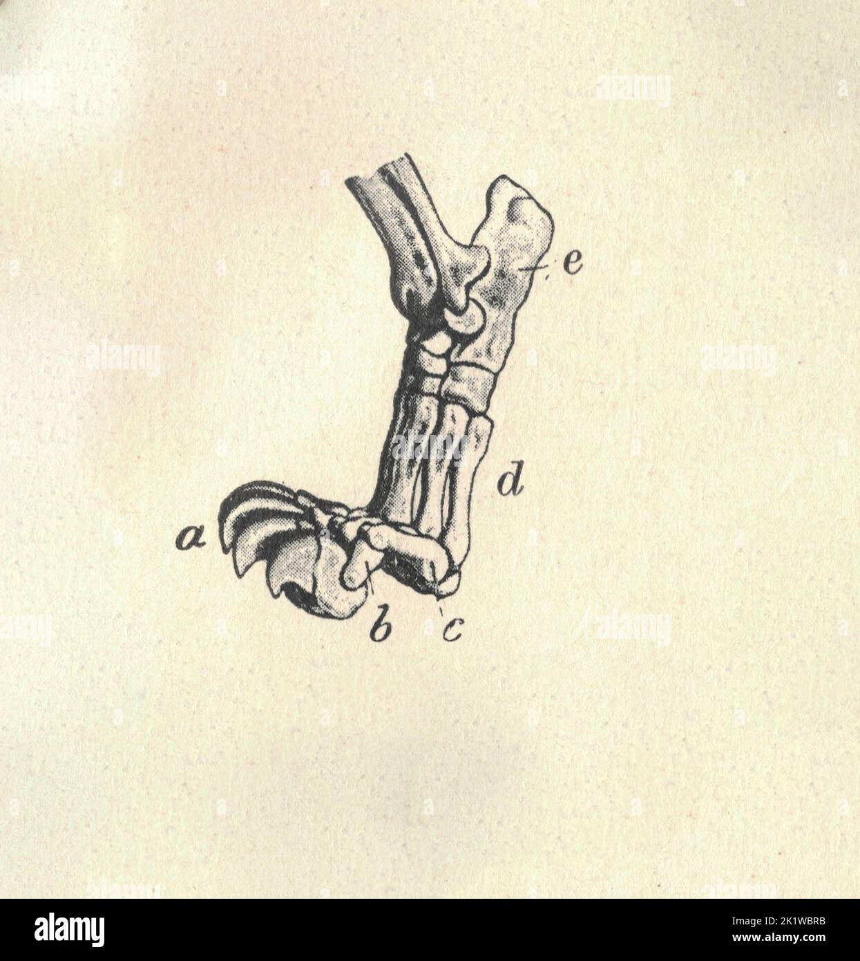 Anatomie des jambes du chat avec légende des lettres (os ...