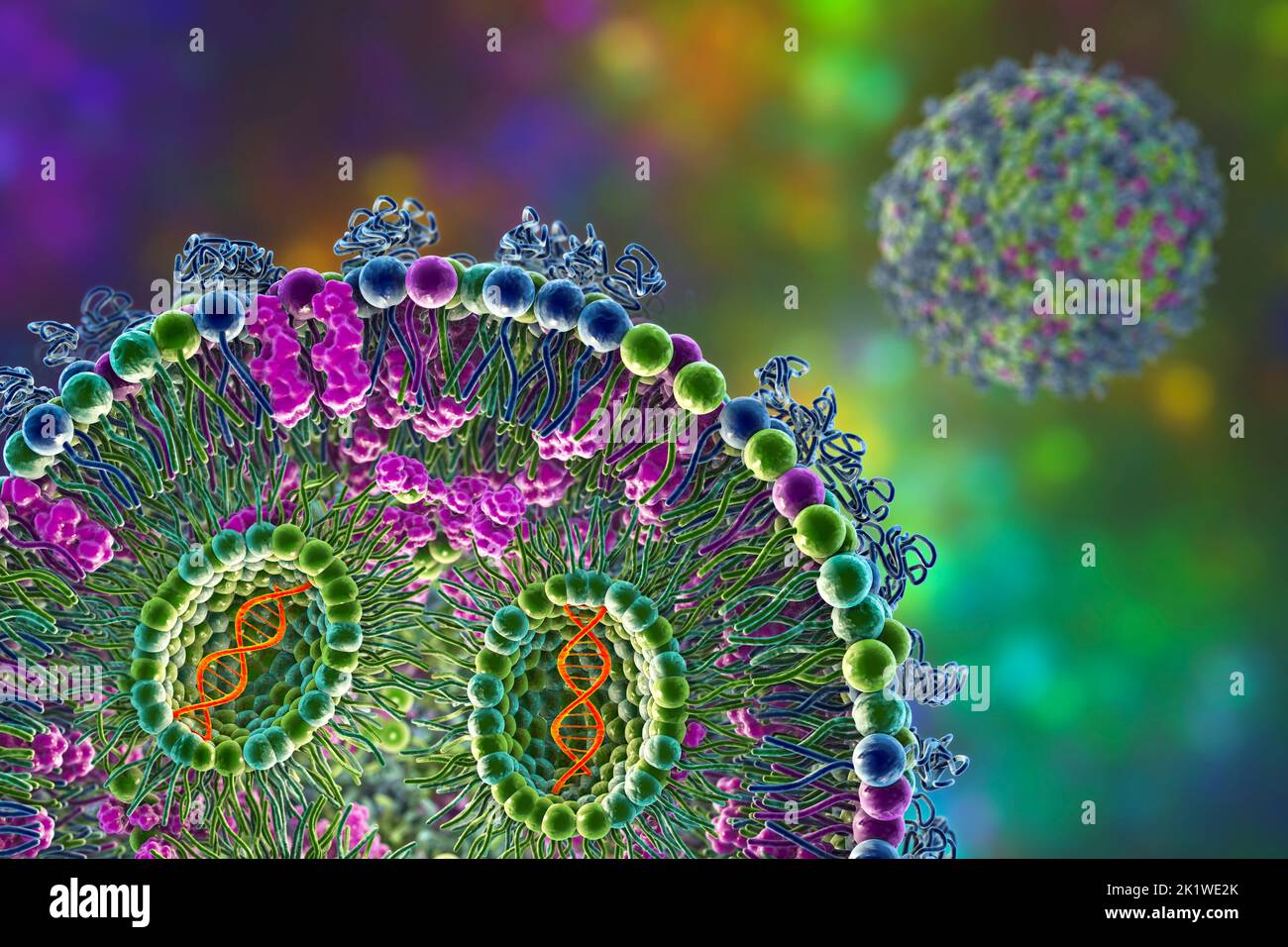 Nanoparticle drug delivery Banque de photographies et d’images à haute ...