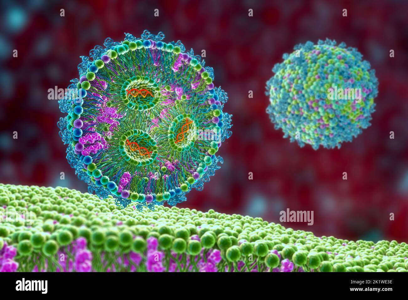 Nanoparticle drug delivery Banque de photographies et d’images à haute ...