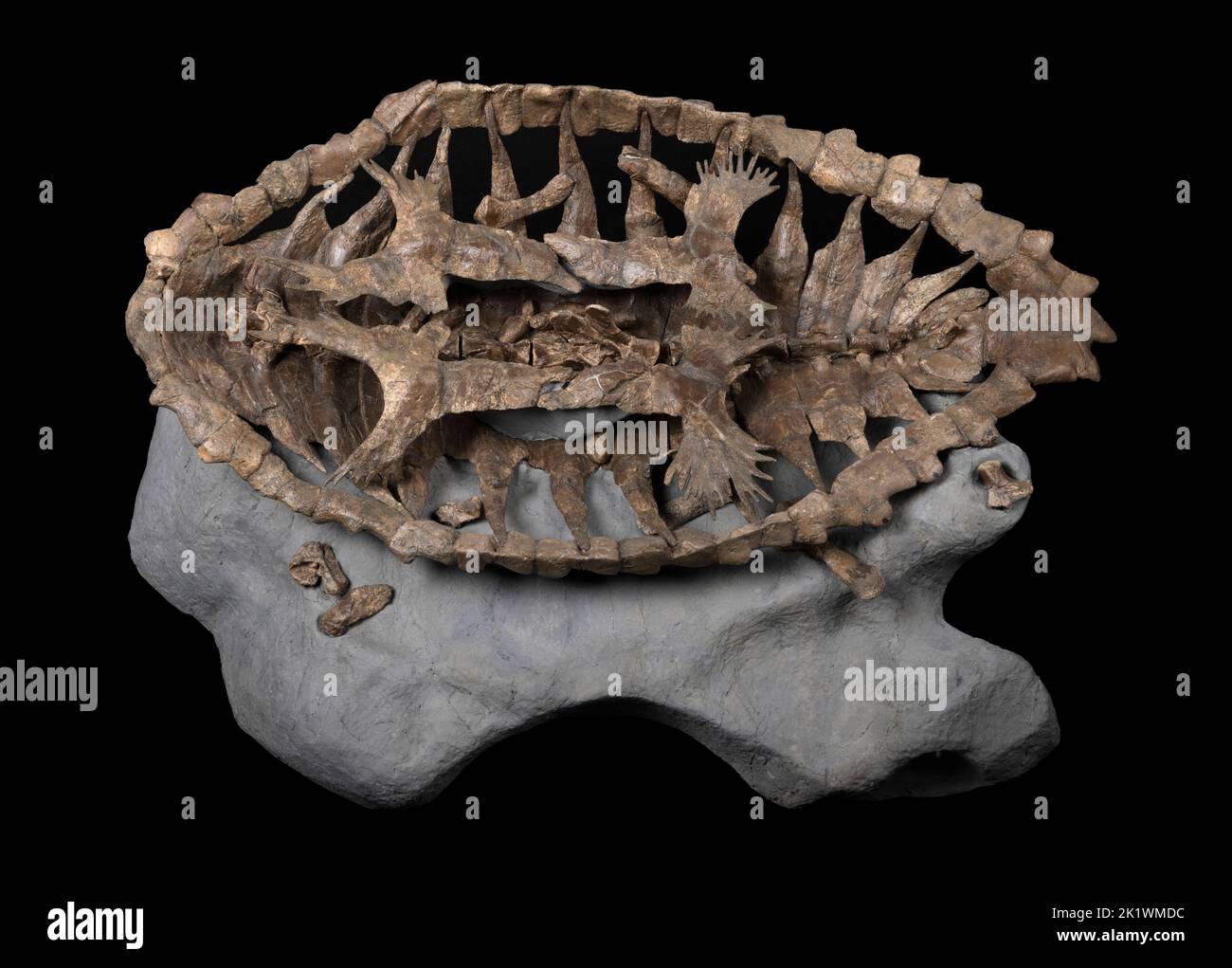 Carapace fossile de tortue Photo Stock - Alamy