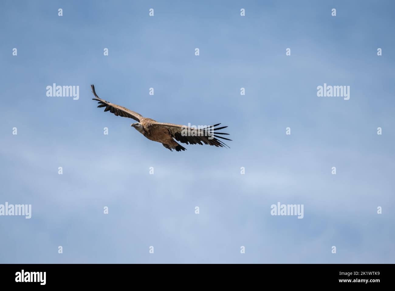 Griffon vautour (fulvus) dans les gorges de jonte dans le parc national ...