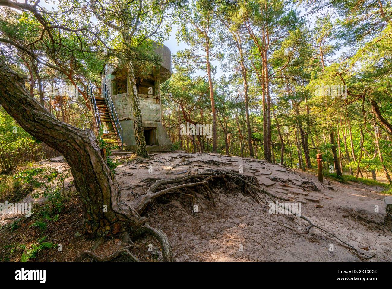 Ancien bunker d'infanterie en béton dans les bois de Hel, Pologne ...