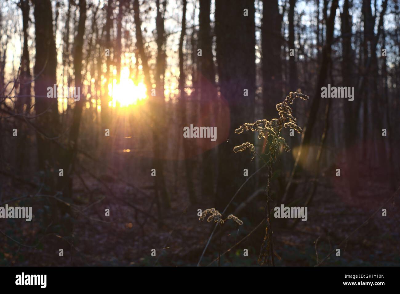 Fond de poutres Banque de photographies et d’images à haute résolution ...