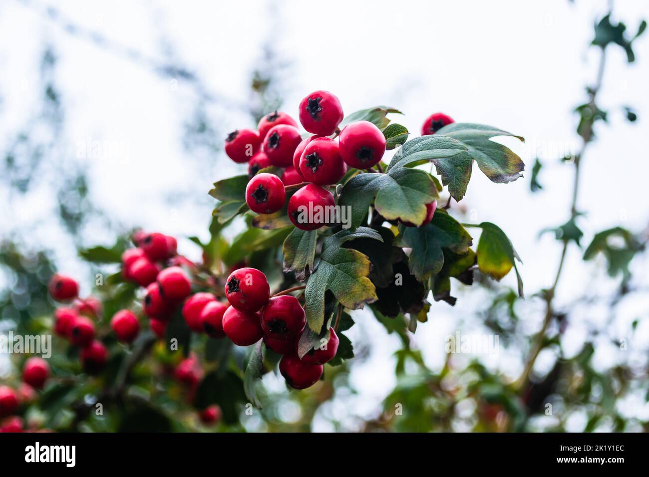 Crataegus monogyna arbre avec tant de fruits. Crataegus coccinea fruits ...