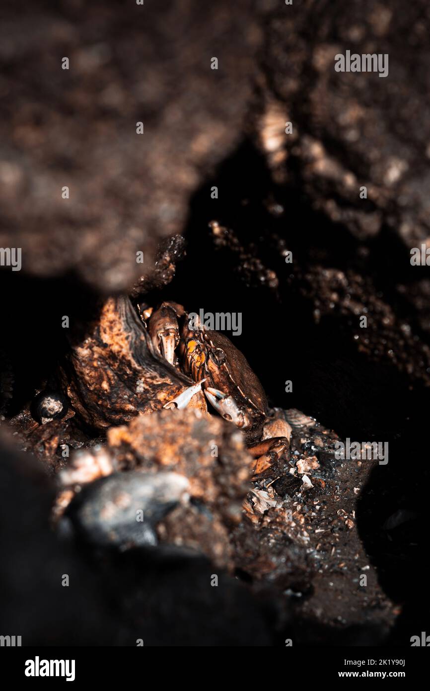 Krebs tier Banque de photographies et d’images à haute résolution - Alamy