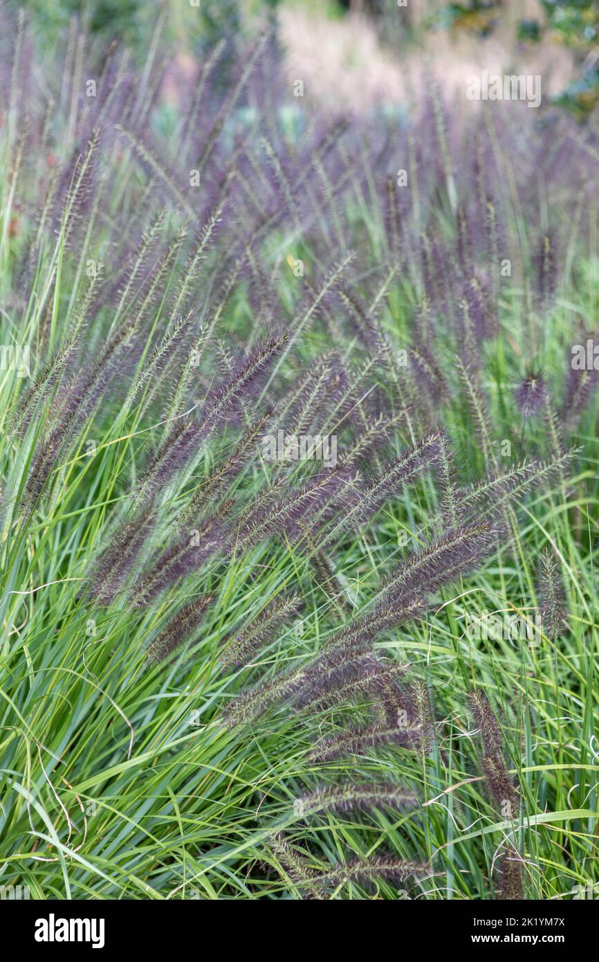 Pennisetum alopecuroides 'Dark Desire' (moulinette chinoise) en fleur ...
