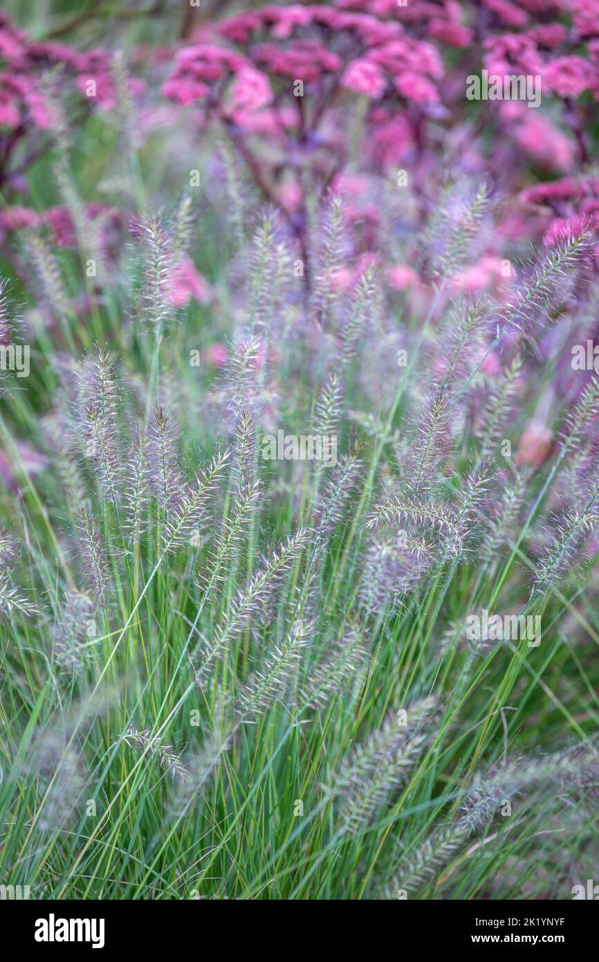 Porcelet pennisetum alopecuroides Banque de photographies et d’images à ...