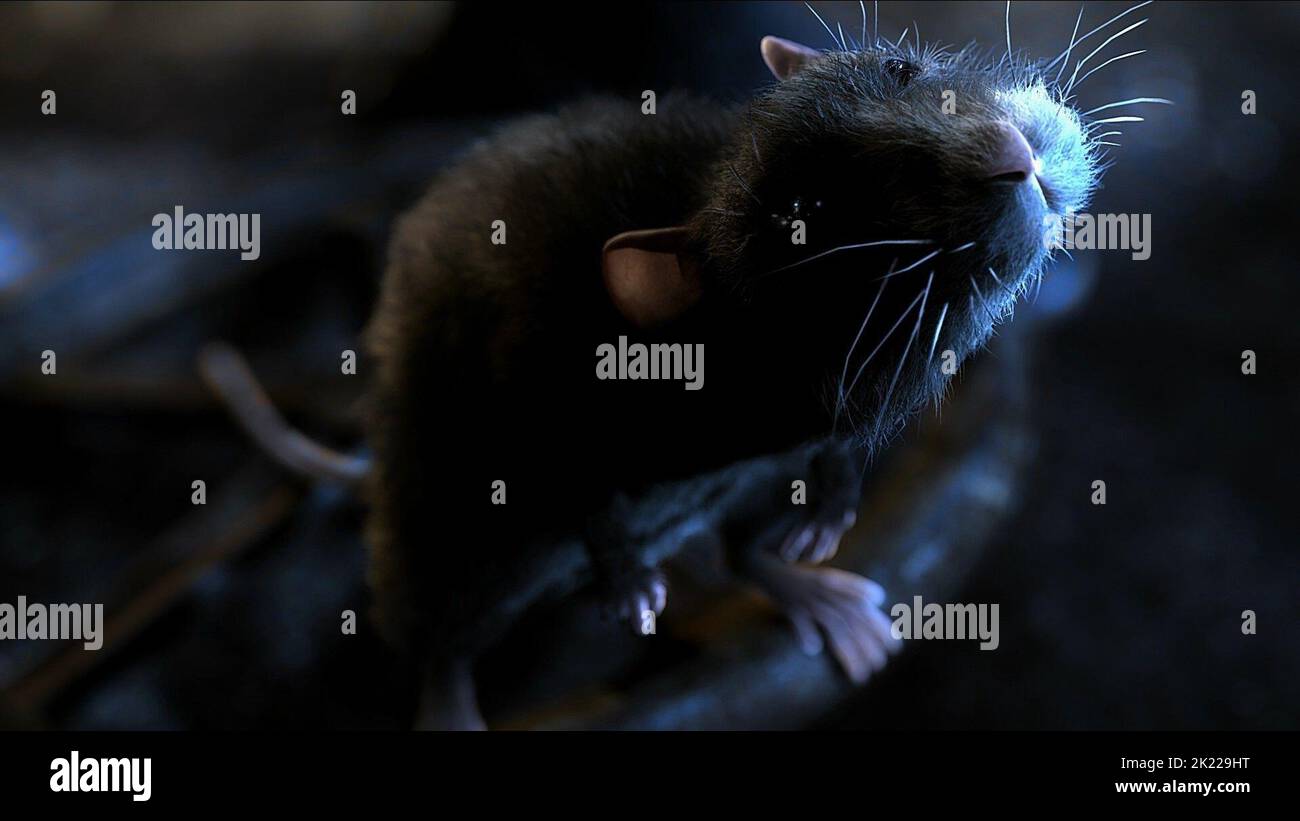 Rat court Banque de photographies et d’images à haute résolution - Alamy