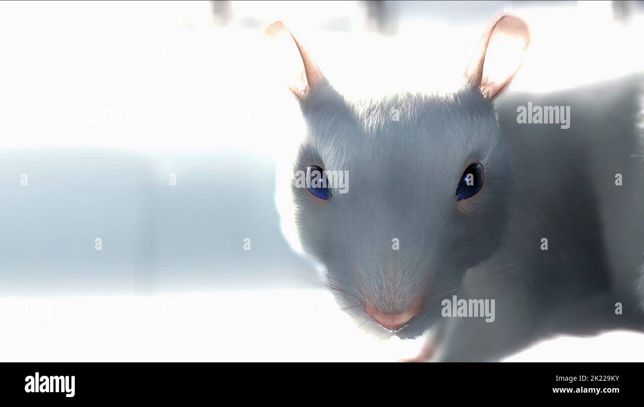 Rat court Banque de photographies et d’images à haute résolution - Alamy