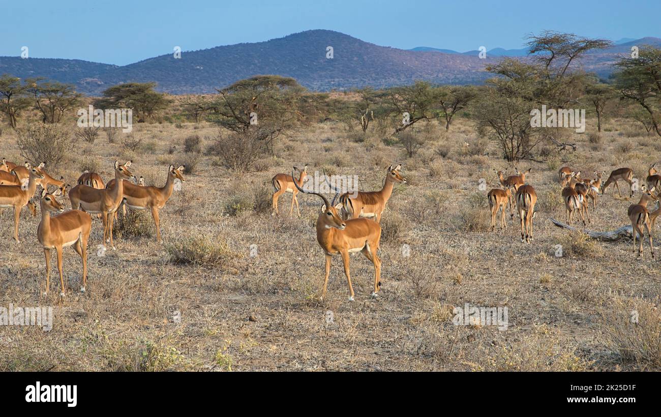 Male impala and harem Banque de photographies et d’images à haute ...