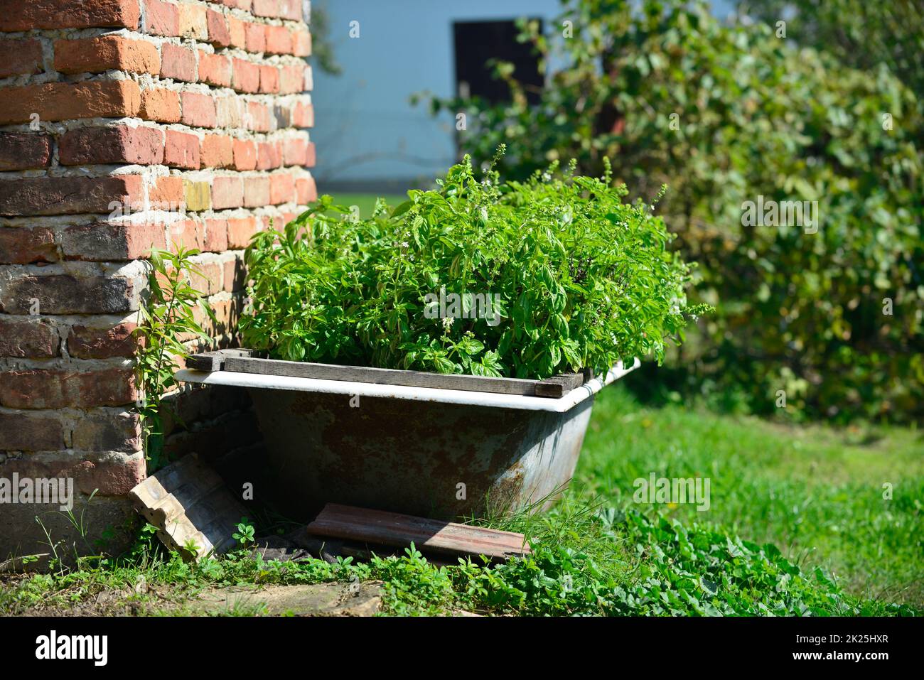 Arbre de basilic Banque de photographies et d’images à haute résolution ...