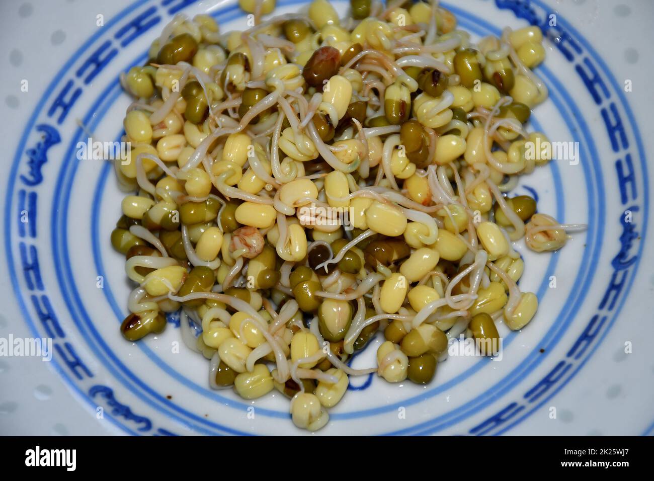 Gros plan des germes de haricot mungo Banque de photographies et d ...