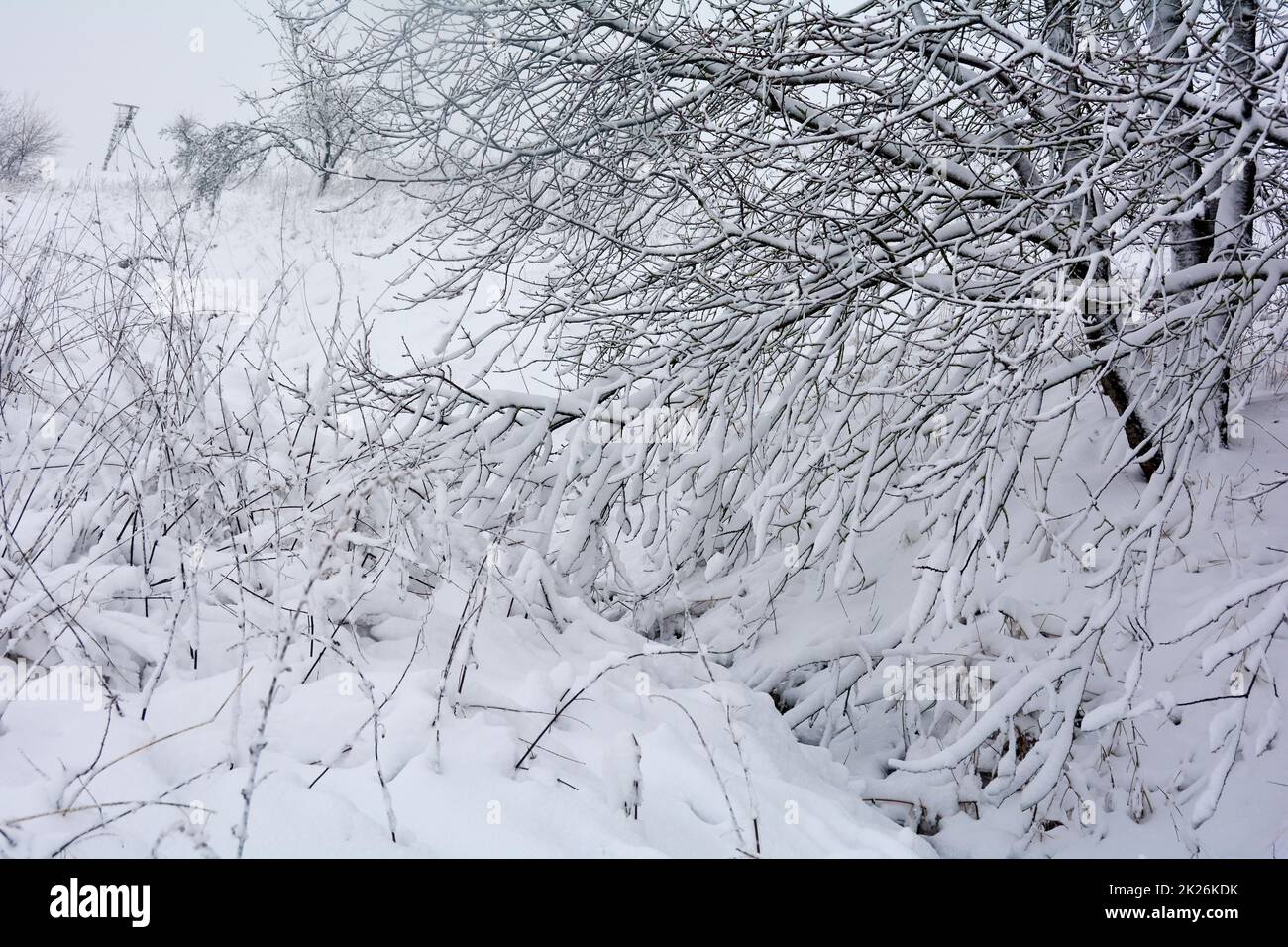 Arbre dans les chutes de neige Banque de photographies et d’images à ...