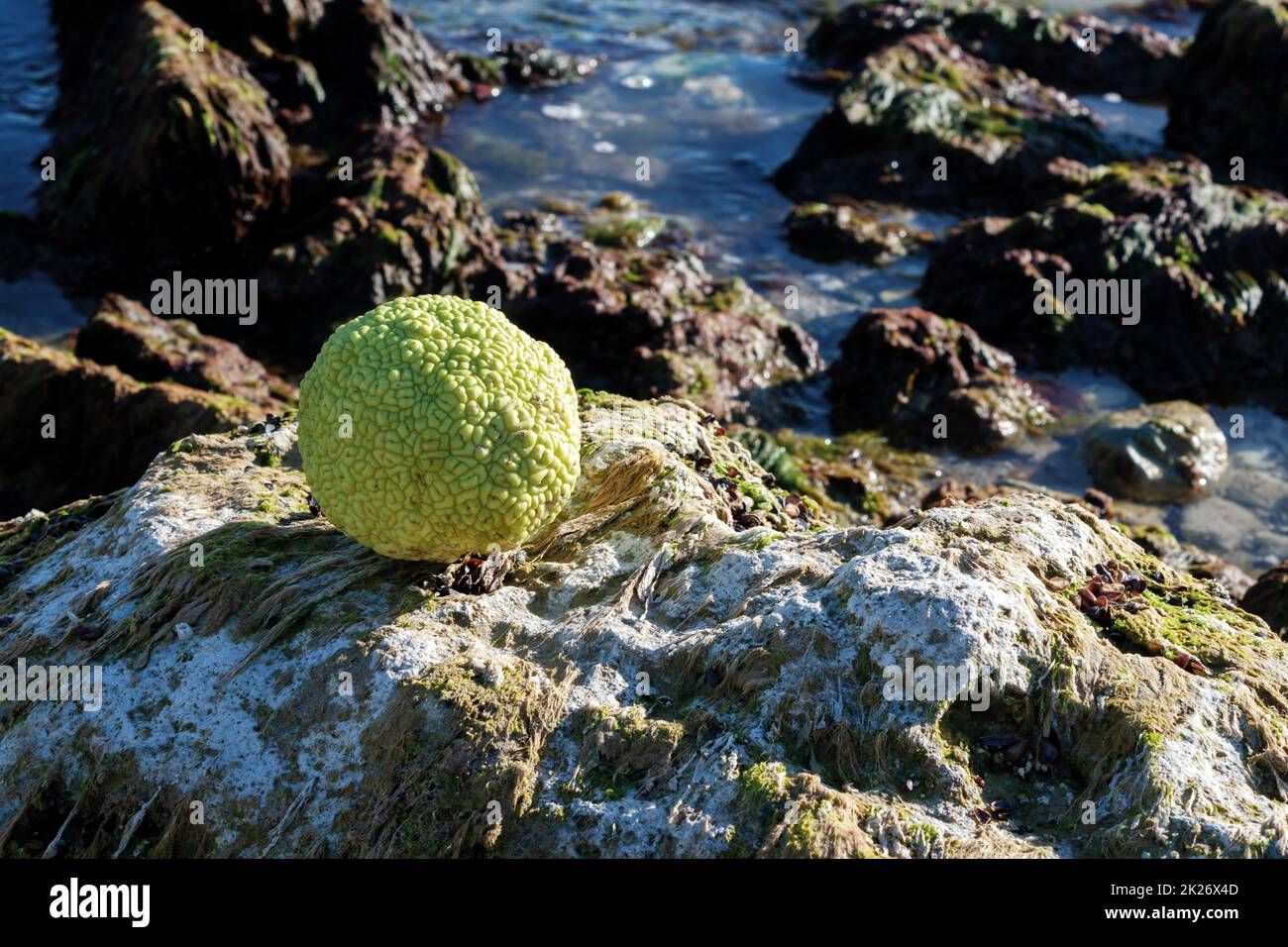 Pomme de mer Banque de photographies et d’images à haute résolution - Alamy