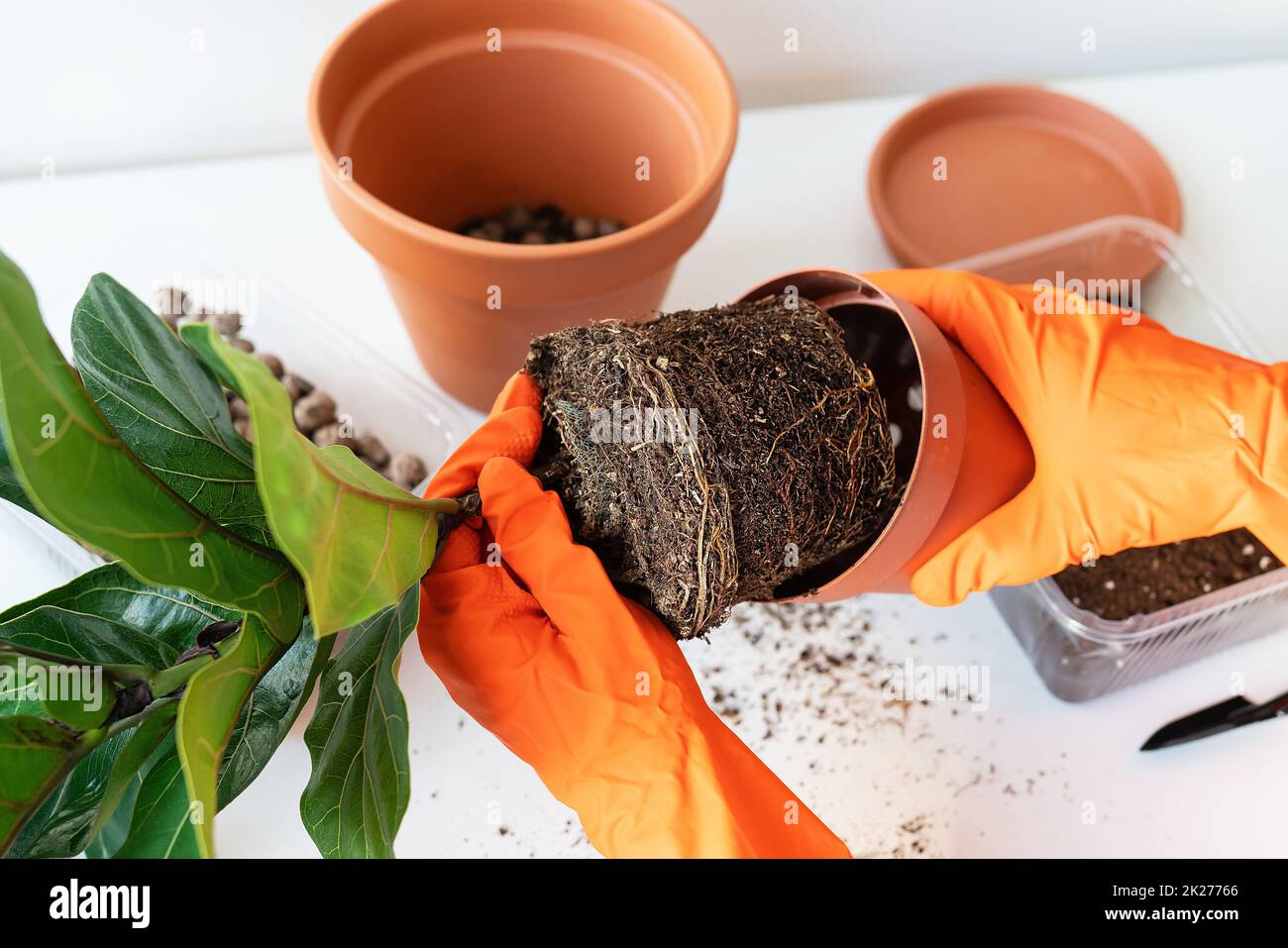 Le processus de transplanter un pot-ficus lyrata. Mains tenant une ...