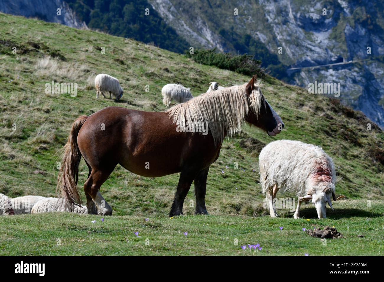 Hores espagnol Banque de photographies et d’images à haute résolution ...