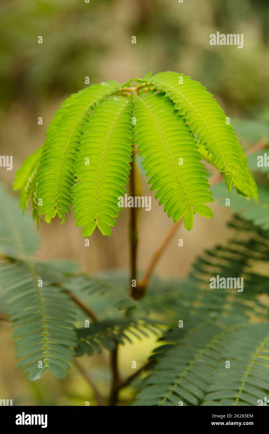 Cape wattle Banque de photographies et d’images à haute résolution - Alamy