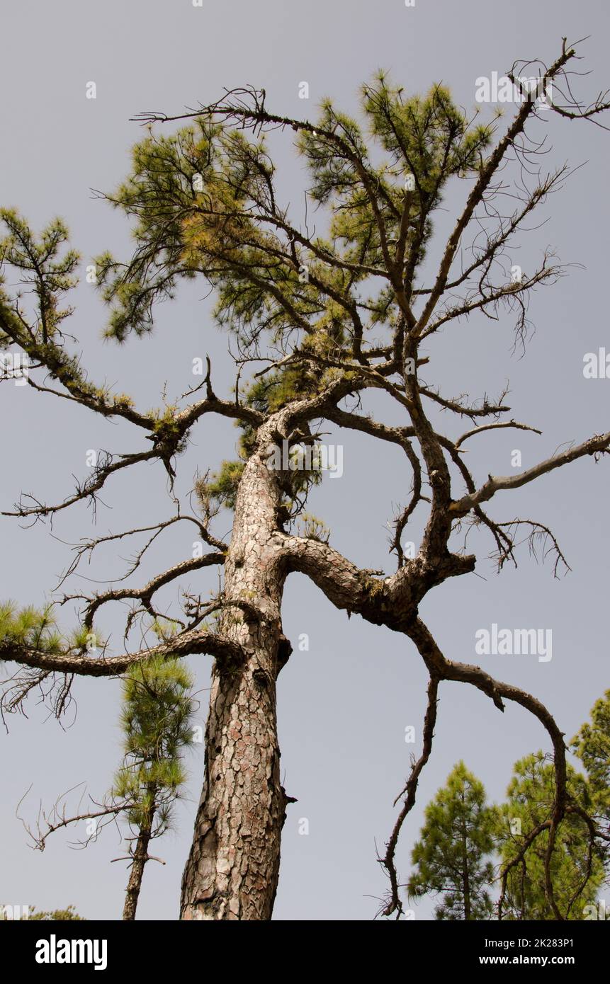 Pin des canaries majestueux pinus canariensis Banque de photographies ...