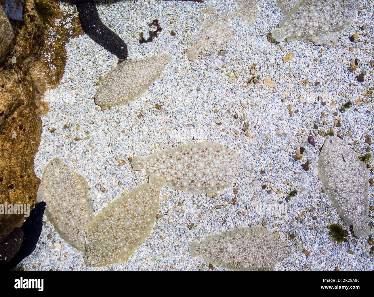 Sole fish Banque de photographies et d’images à haute résolution - Alamy