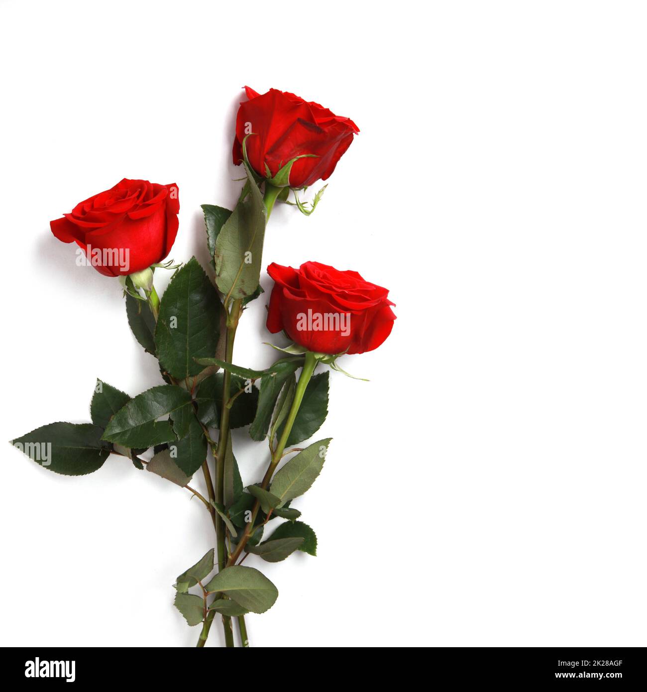 Rose rosa saint valentin fleur amour Banque de photographies et d ...
