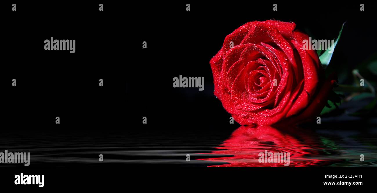 Rose rosa saint valentin fleur amour Banque de photographies et d ...