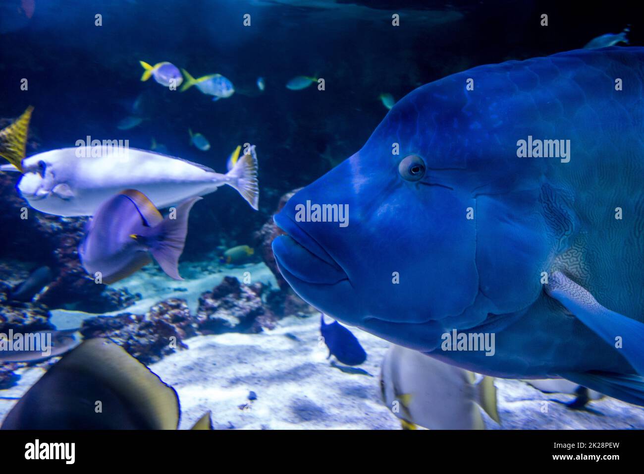 Maori wrasse fish Banque de photographies et d’images à haute ...