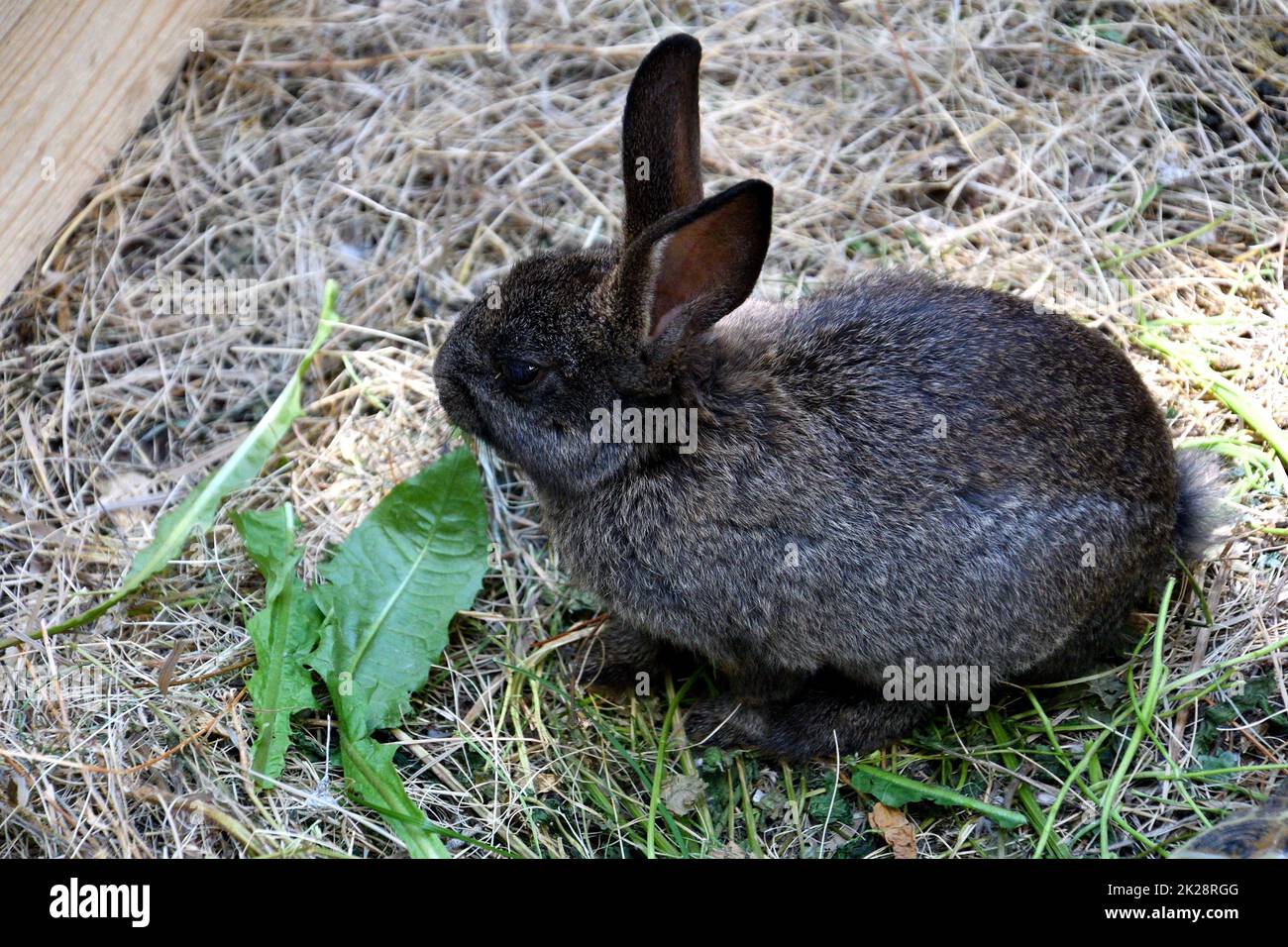 Lapin ferme Banque de photographies et d’images à haute résolution - Alamy