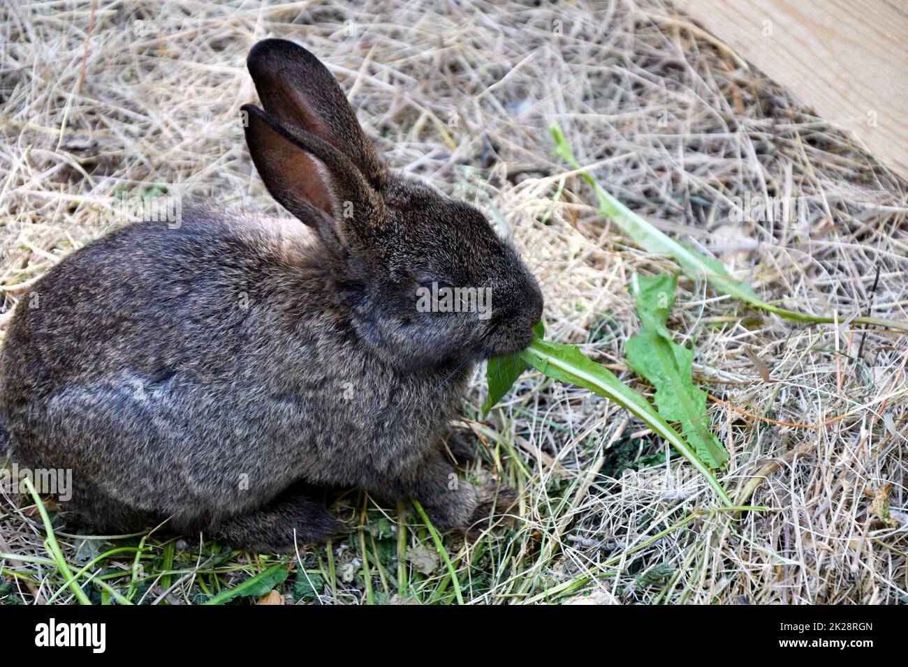 Lapin ferme Banque de photographies et d’images à haute résolution - Alamy