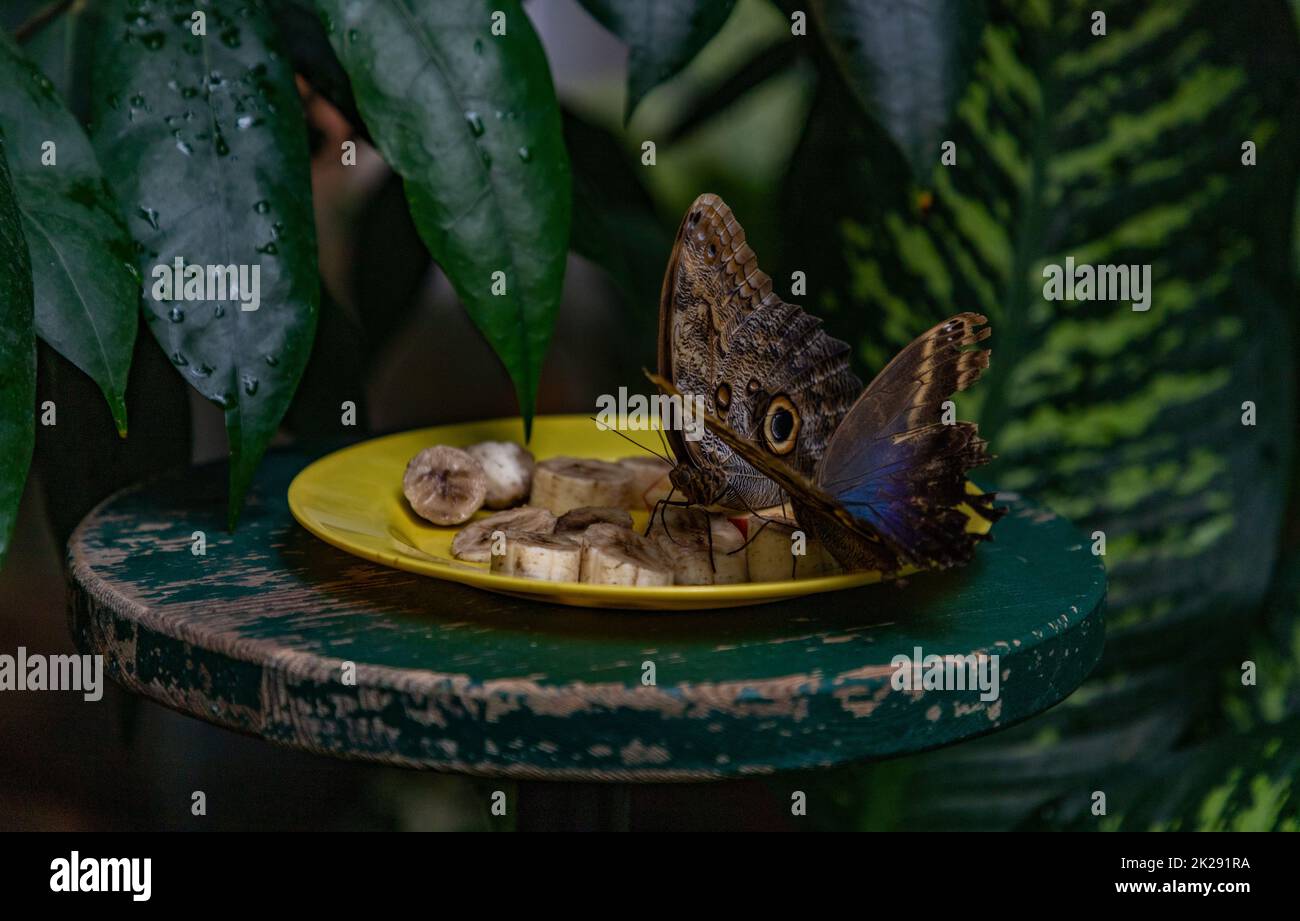 Papillons aux fruits Banque de photographies et d’images à haute ...