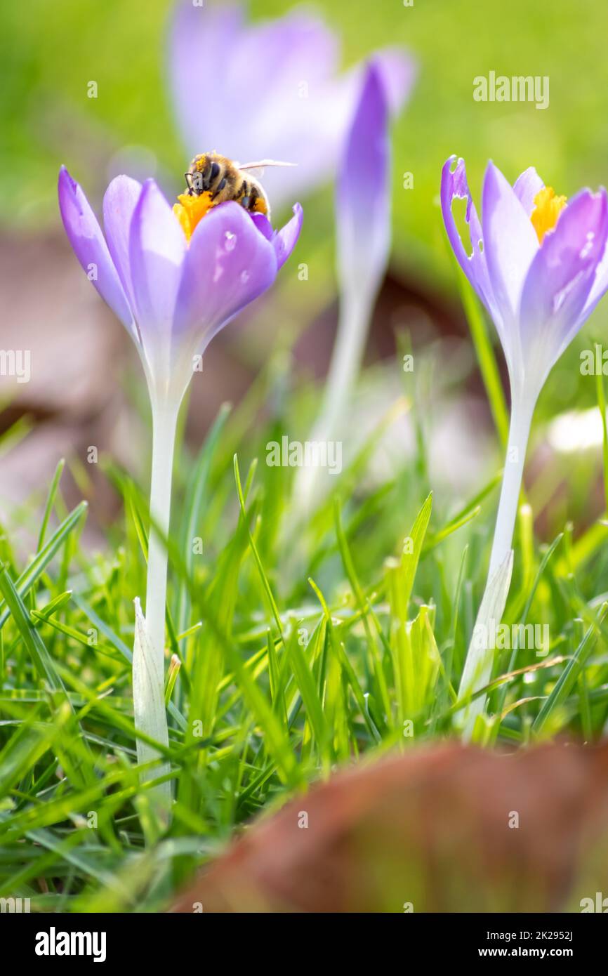 Insecte vert insectes Banque de photographies et d’images à haute ...