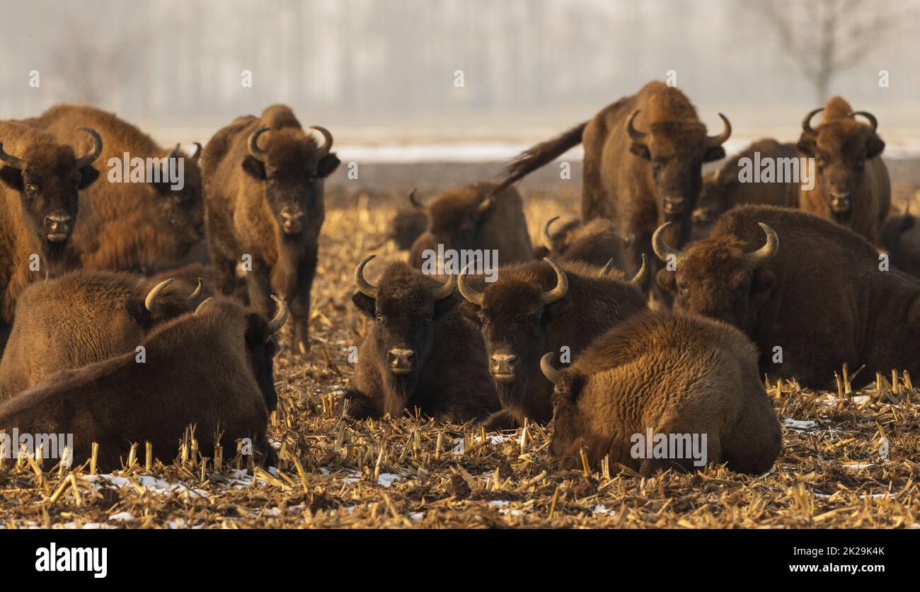 Bison bison bonasus femelle Banque de photographies et d’images à haute ...