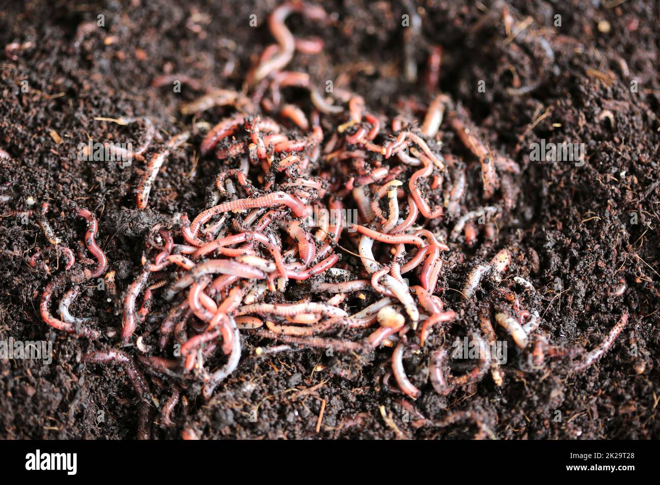 Dendrobena veneta Banque de photographies et d’images à haute ...