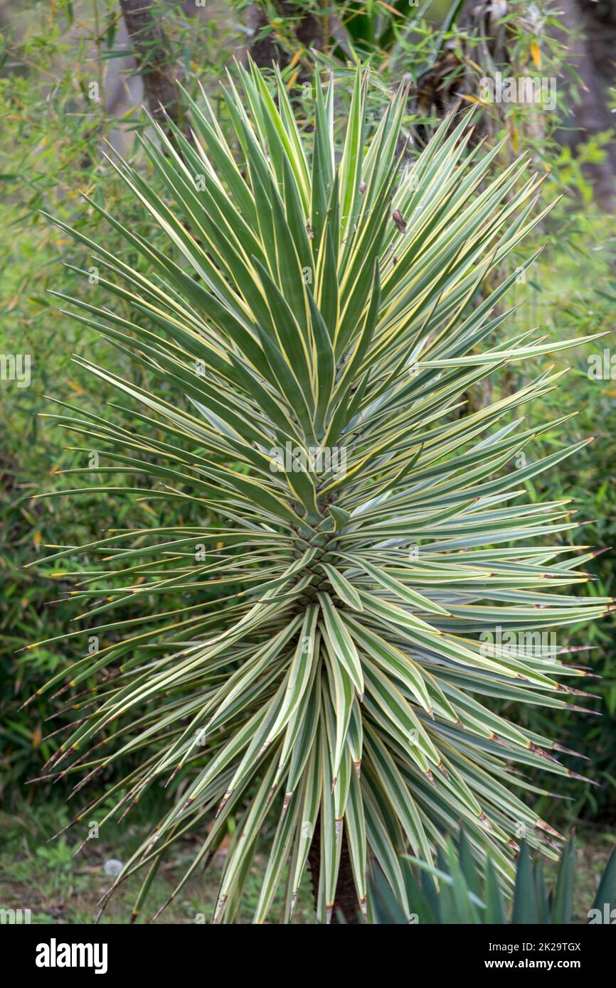 Yucca filamentosa variegata Banque de photographies et d’images à haute ...