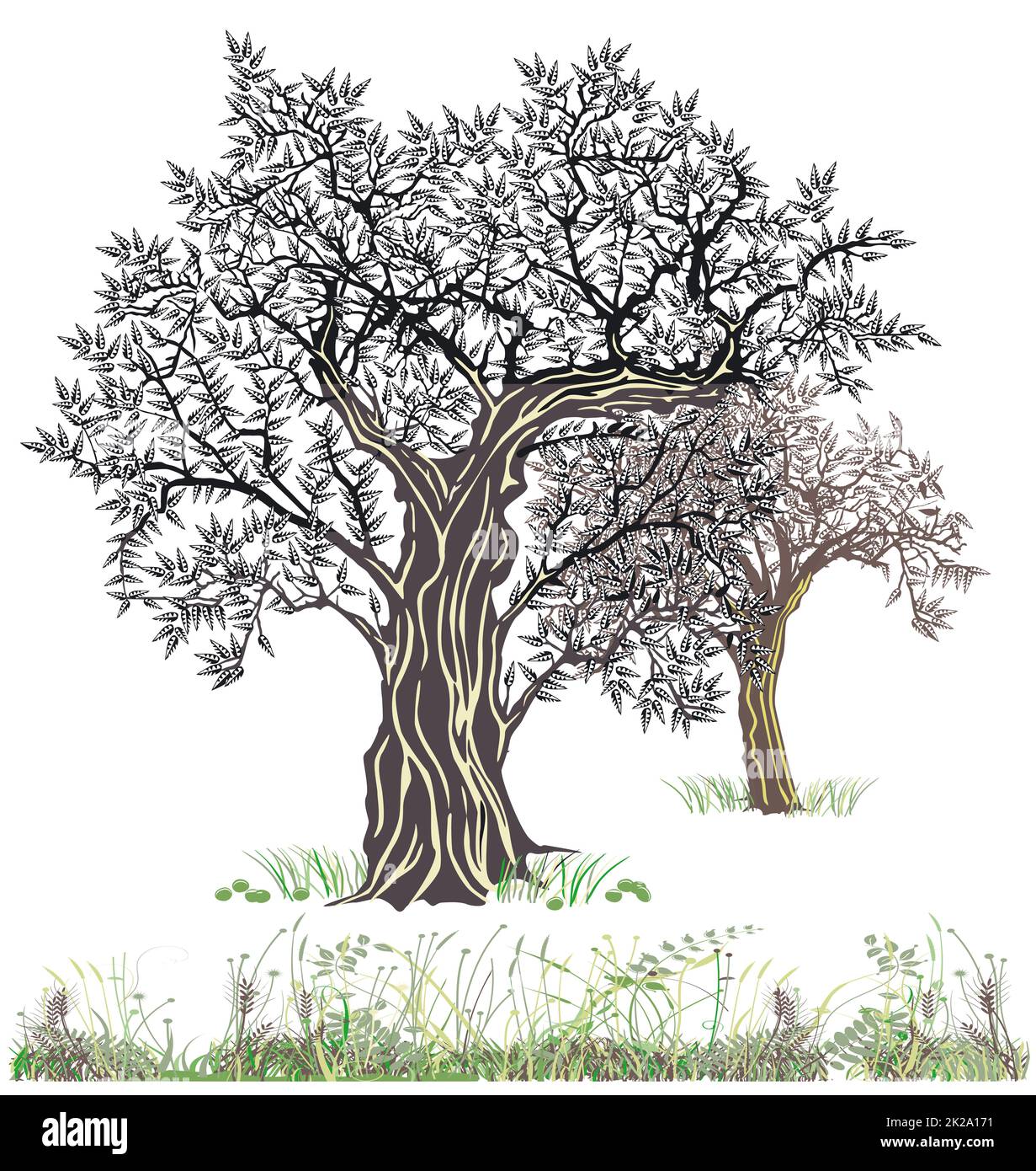 Olive trees in greece Banque d'images détourées - Alamy