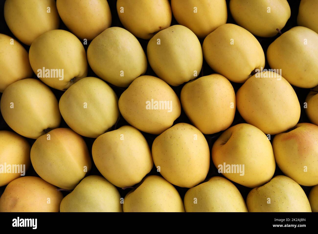 Malus domestica golden delicious Banque de photographies et d’images à ...