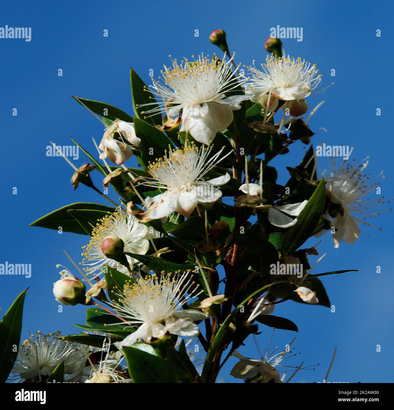 Myrtus communis Banque de photographies et d’images à haute résolution ...