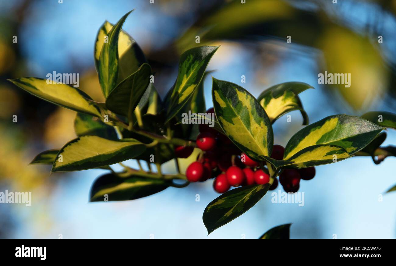 Flash d'or Banque de photographies et d’images à haute résolution - Alamy