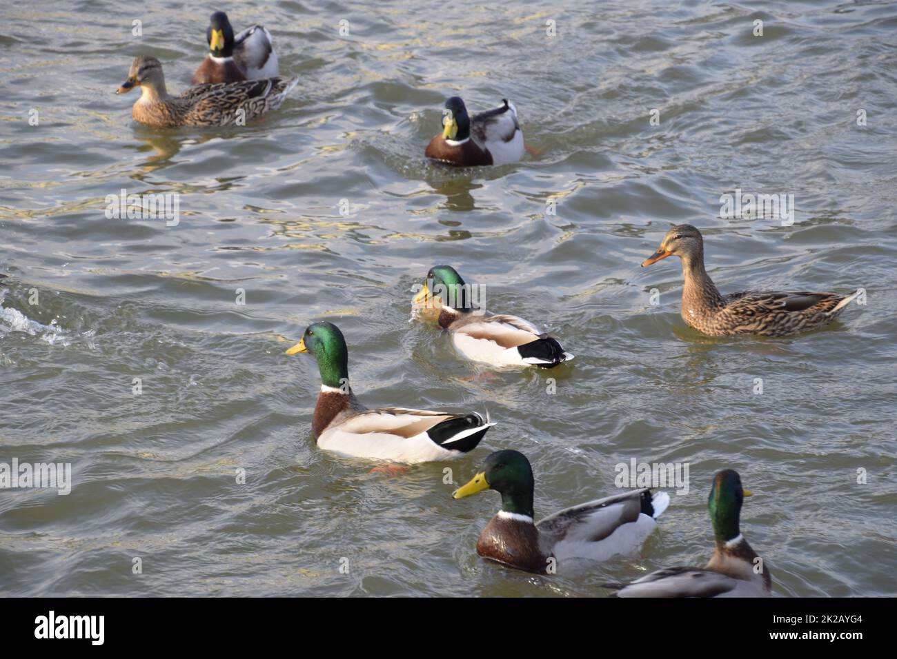 Canard Colvert Monte Assis