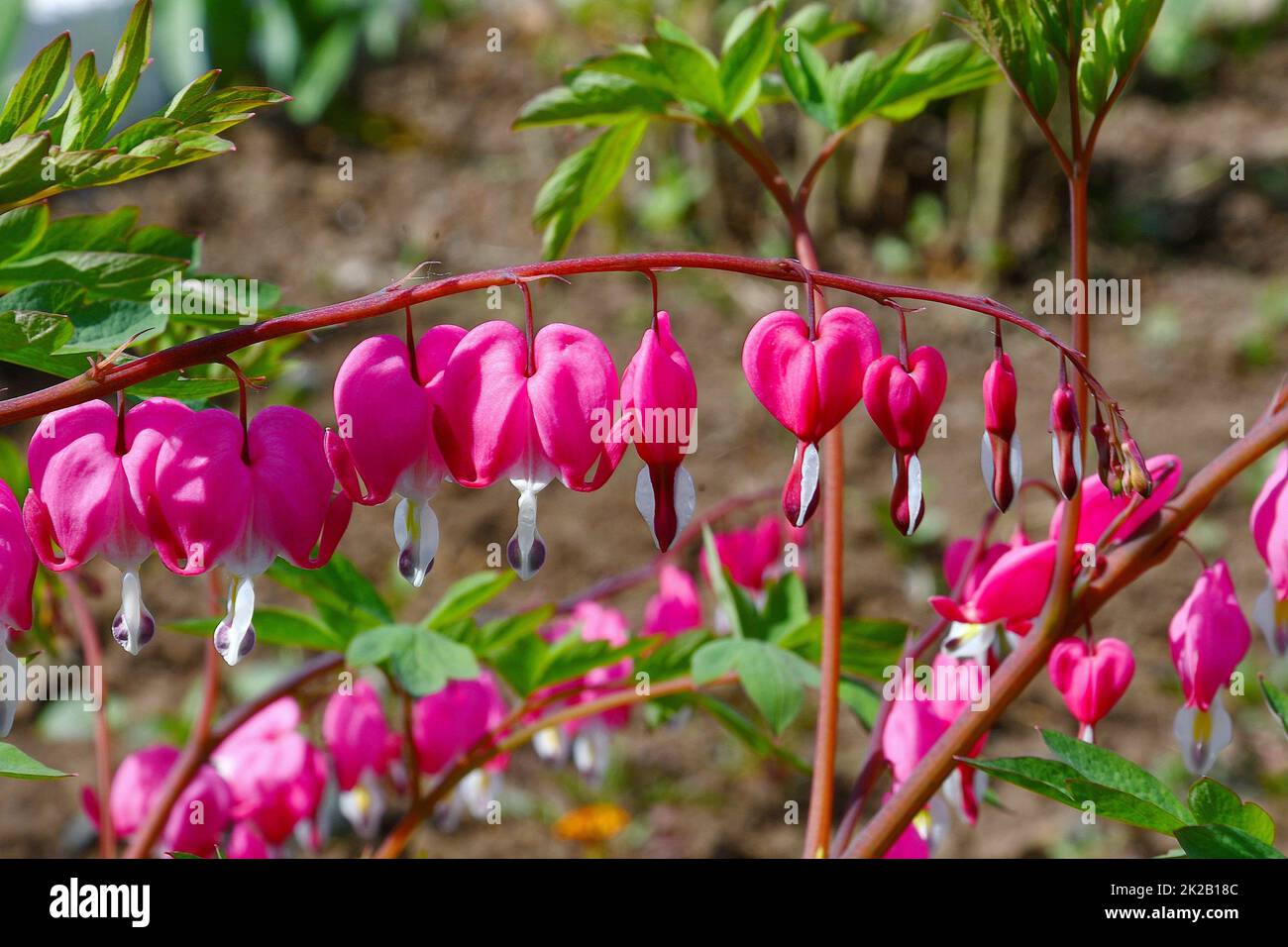 Fleur avec coeur Banque de photographies et d’images à haute résolution ...